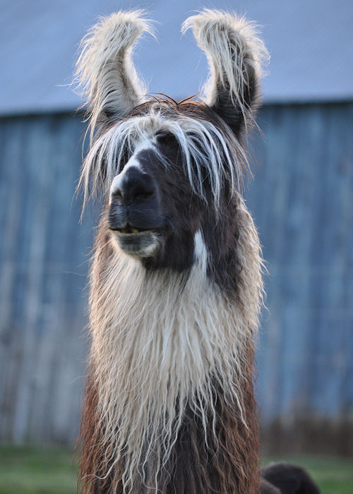 Hidden Oaks Llama Ranch