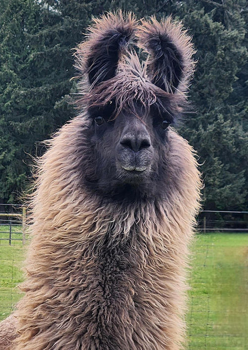 Hidden Oaks Llama Ranch