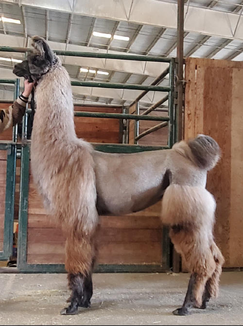 Hidden Oaks Llama Ranch