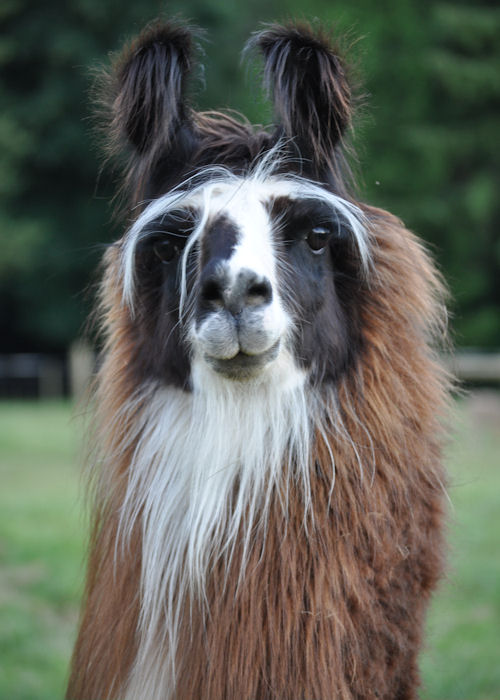 Hidden Oaks Llama Ranch