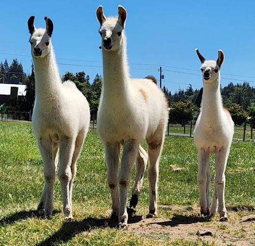 Hidden Oaks Llama Ranch