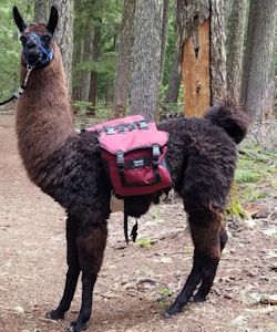 Hidden Oaks Llama Ranch