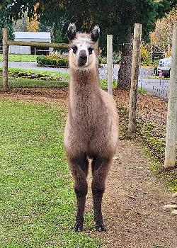 Hidden Oaks Llama Ranch