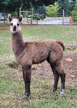 Hidden Oaks Llama Ranch