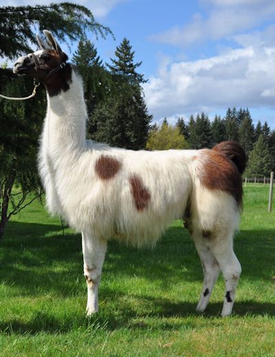 Hidden Oaks Llama Ranch